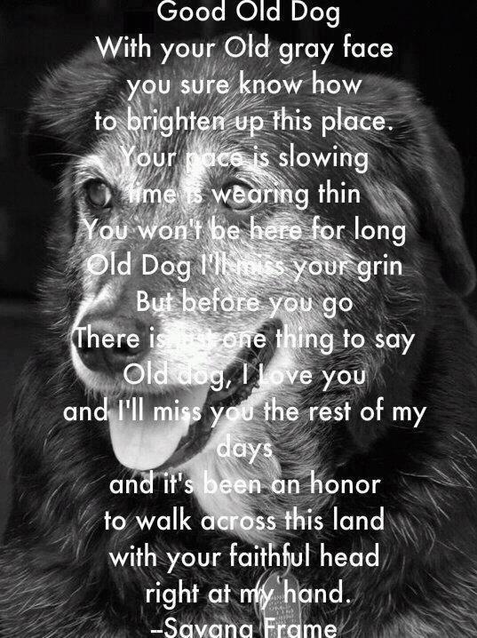 Life With Pets in their Golden Years