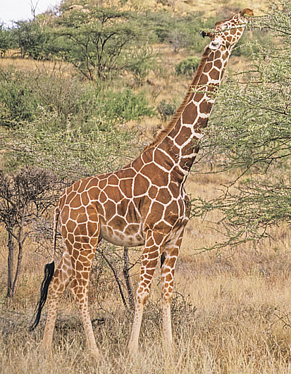 Encyclopedia: Giraffe