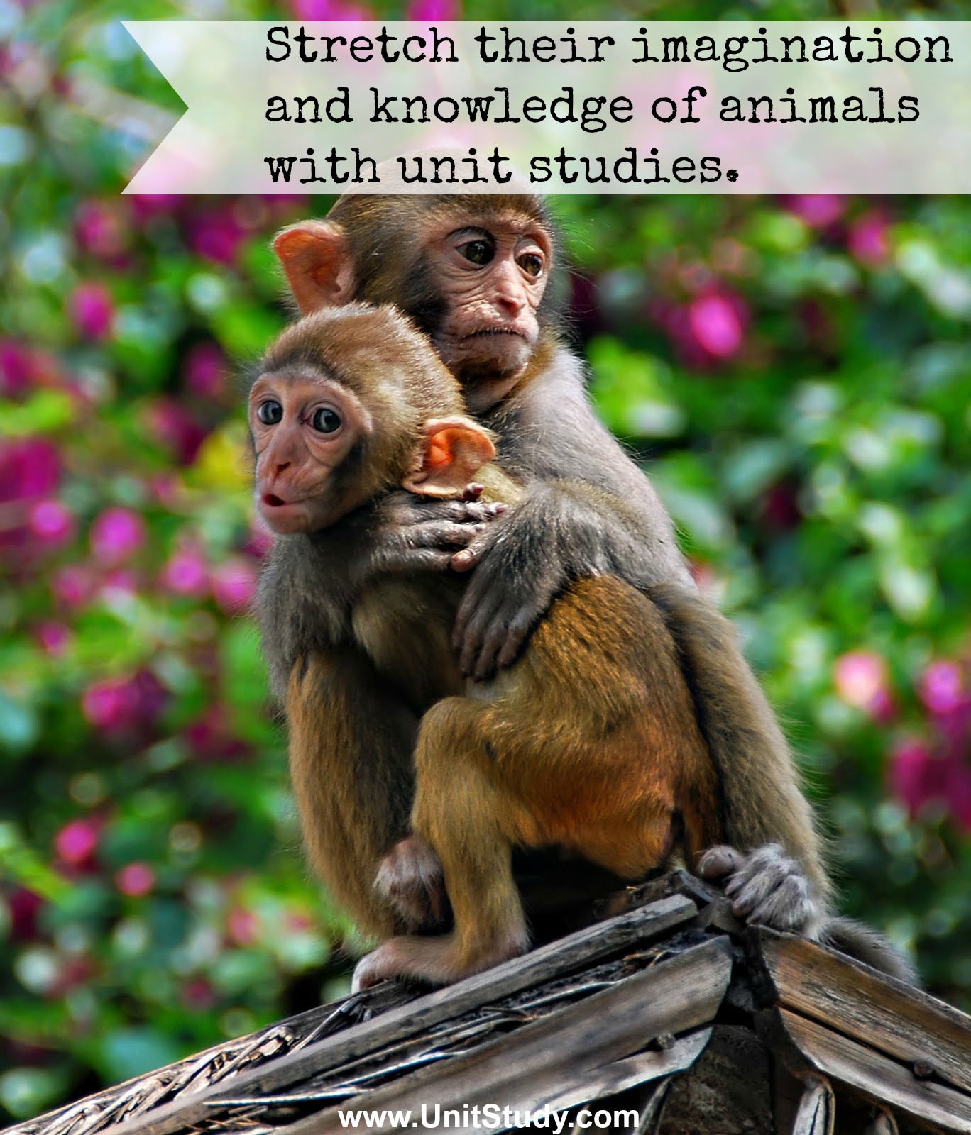 Unit Studies by Amanda Bennett: Animals & Kids: Keeping Them Learning