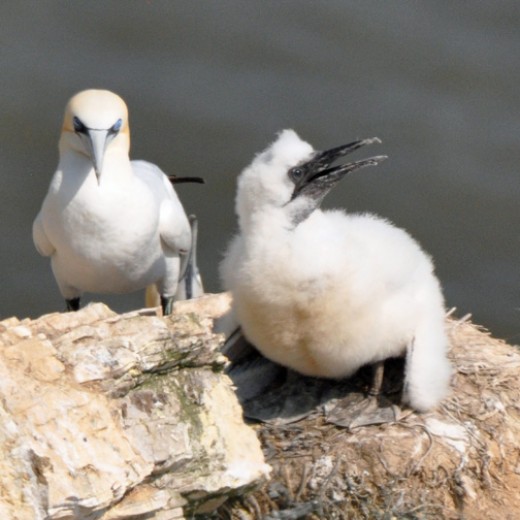 RU Ornithology: Suliformes