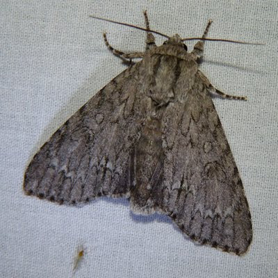Dendroica: Some June Moths