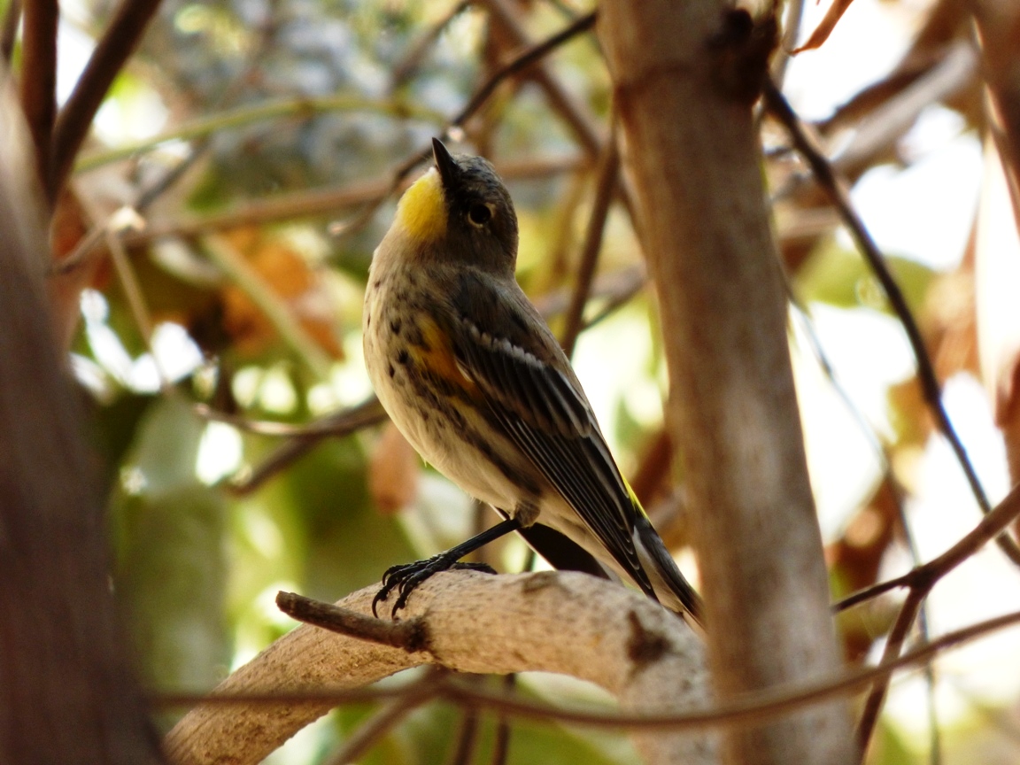 Geotripper's California Birds: Yellow-rumped Warbler on the Tuolumne River