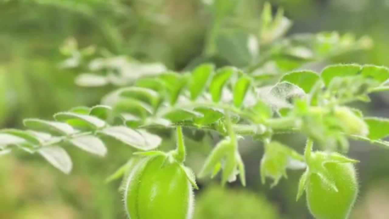 Taxonomia vegetal : abril 2018