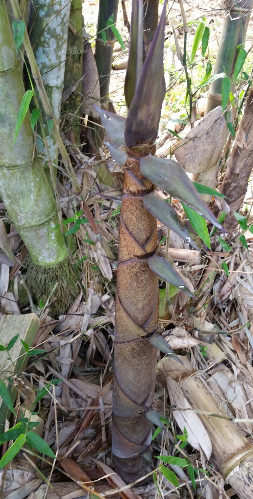 Warisan Petani: Pokok Buluh 1 : Buluh Betung.