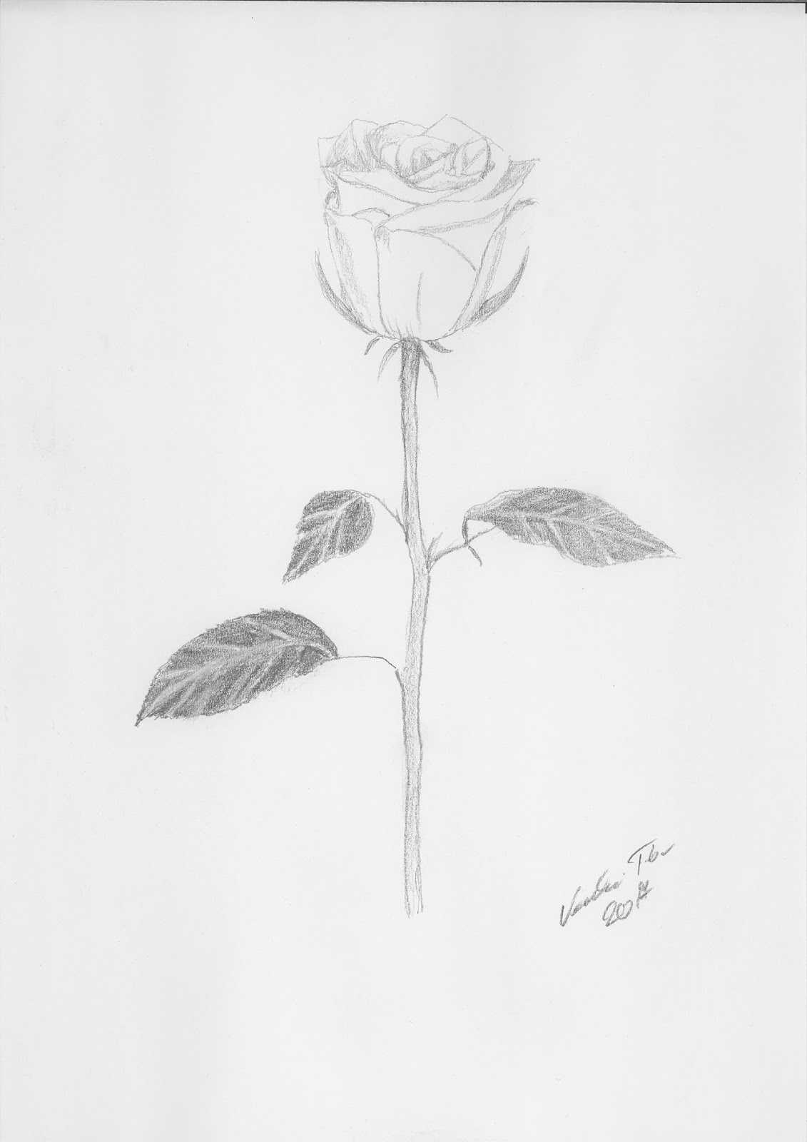 Rózsa ~ Vereckei Tibor rajzai