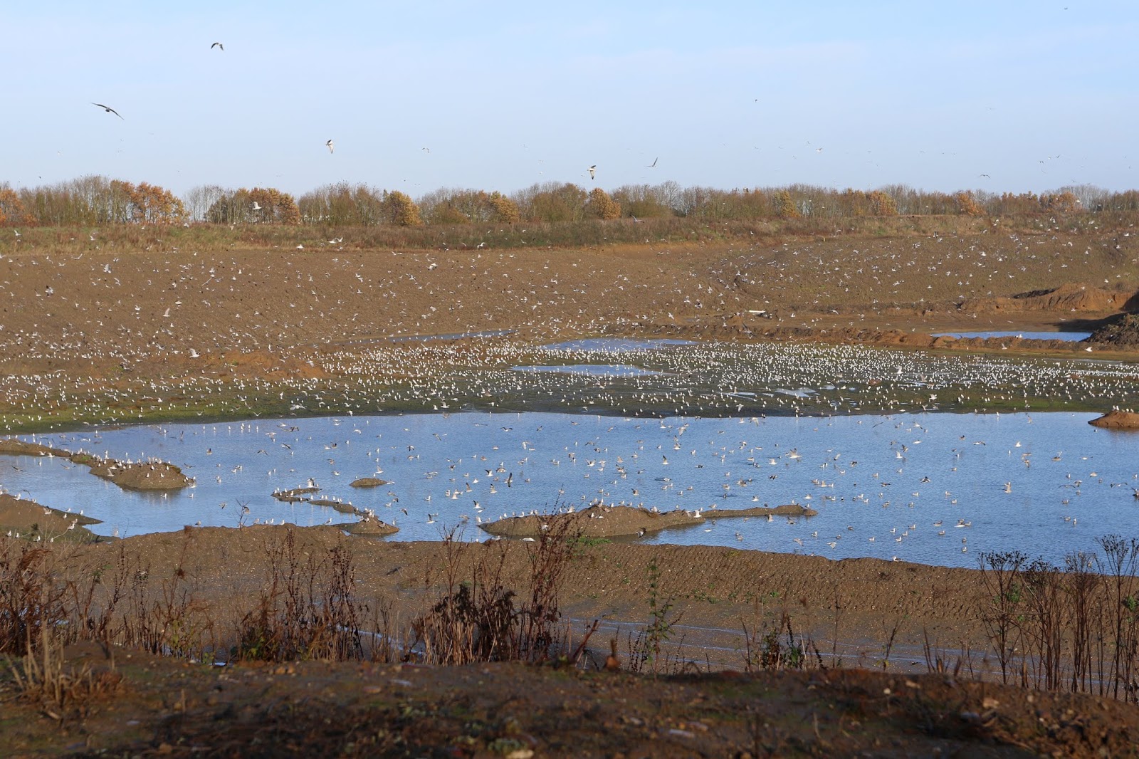 Bag a Wild One: Caspian Gulls at Shawell