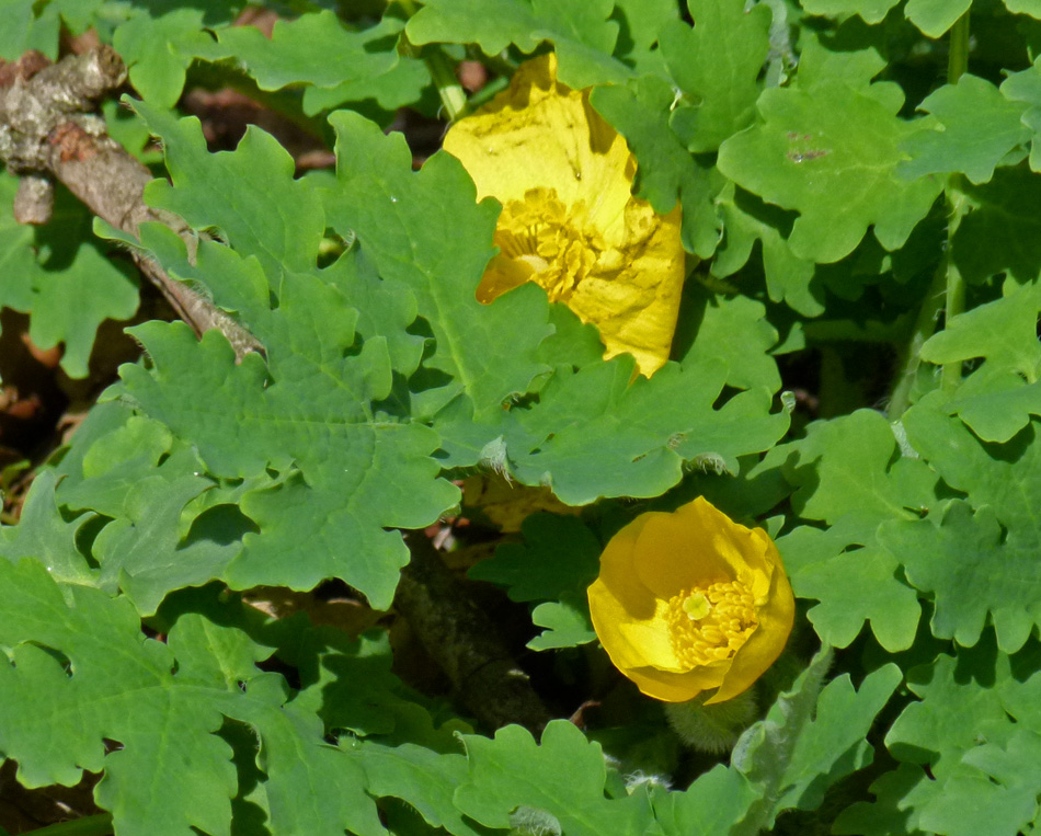 Life, Birding, Photos and Everything: Metro Wildflowers