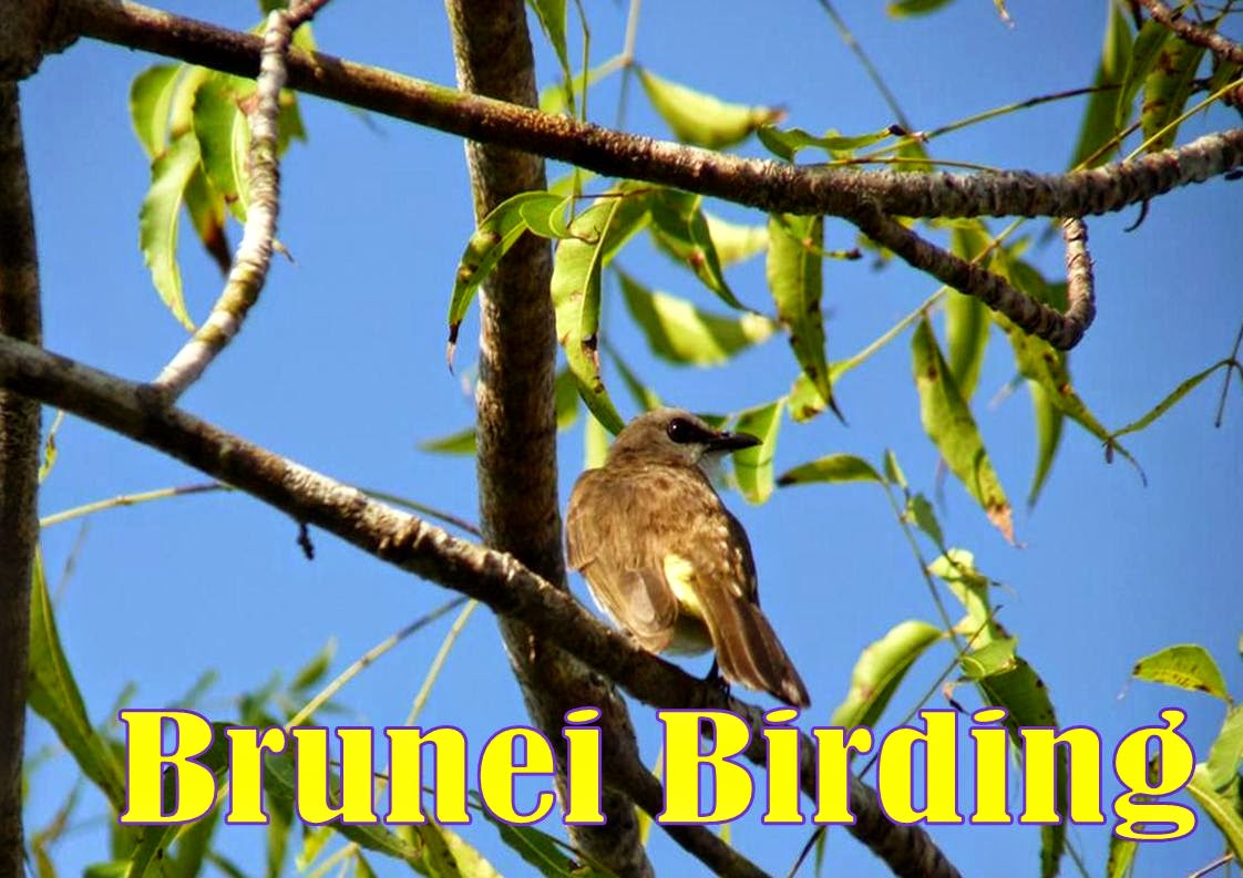 Brunei Birding Nature Tour: Bird PHOTO Gallery