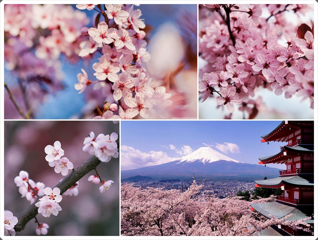 Endless Summer: Sakura Forecast 2013