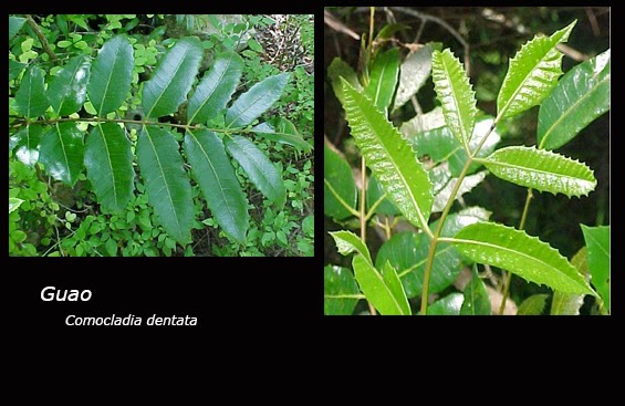 Botánica Cubana: Guao