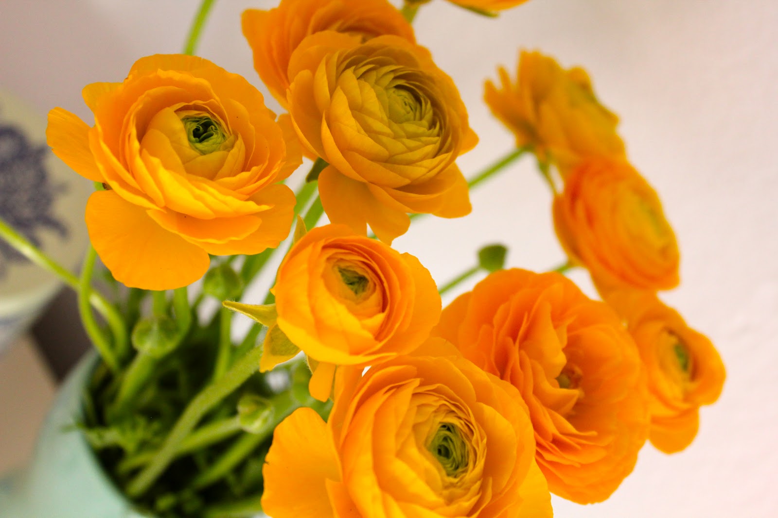 Kamomilla Vanilla: Ranunkler i stuen