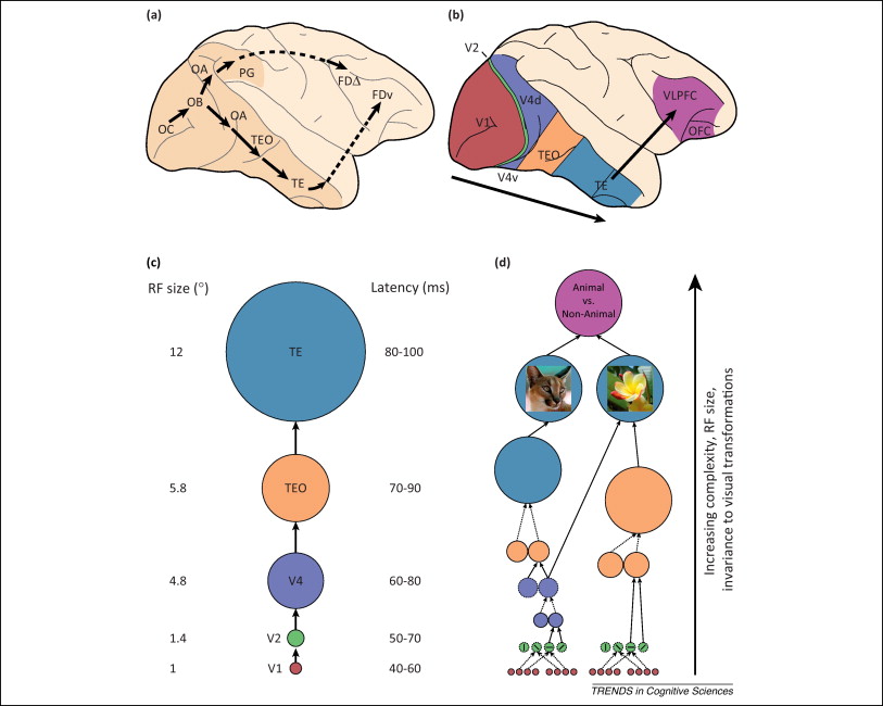 Origin of the Universe, Life and Consciousness: The ventral visual pathway: an expanded neural ...