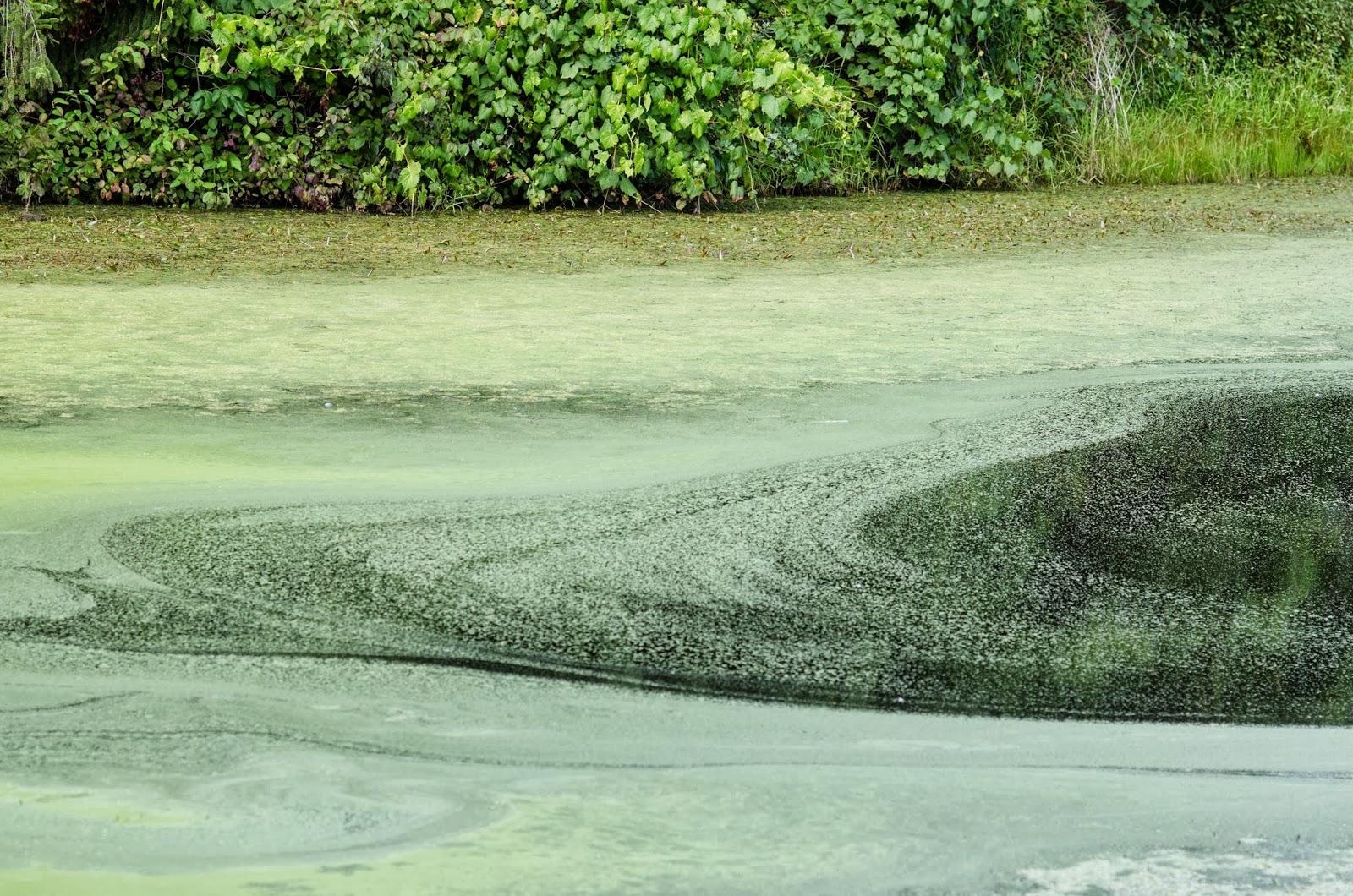 Picturing the Ordinary: Hop Frog Pond