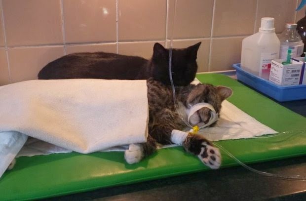 World Nesia: Rademenes, Kucing Yang Setia Merawat Hewan Sakit