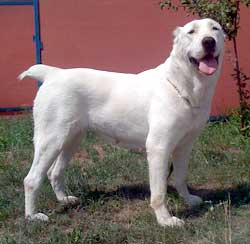 ELI KENNEL FCI registr 2/04: Pedigree Central Asia Shepherd Dog