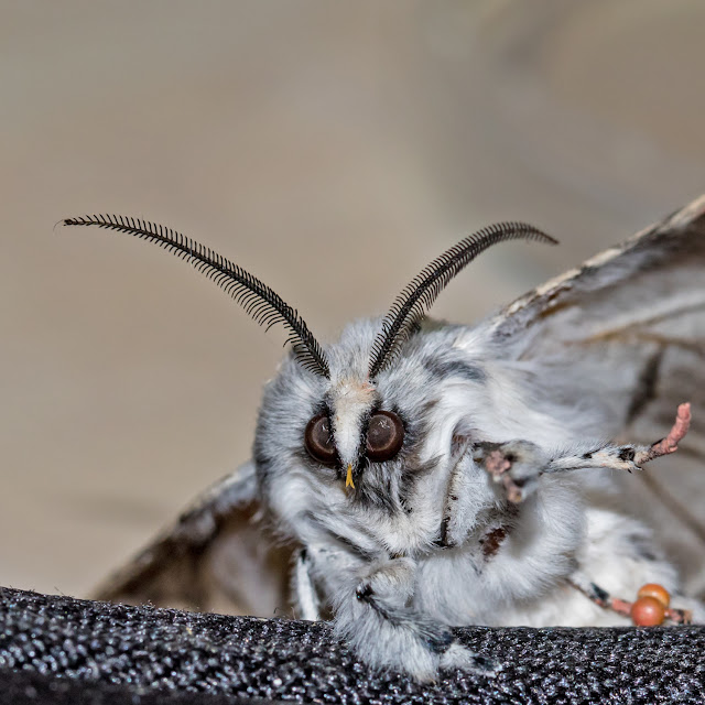 Butterflies, Dragonflies, Moths & other Insects: Puss Moth