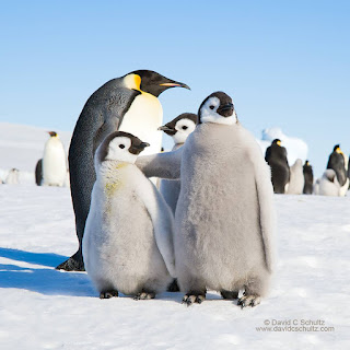 10 Gambar Penguin Lucu dan Unik | Gambar Top 10