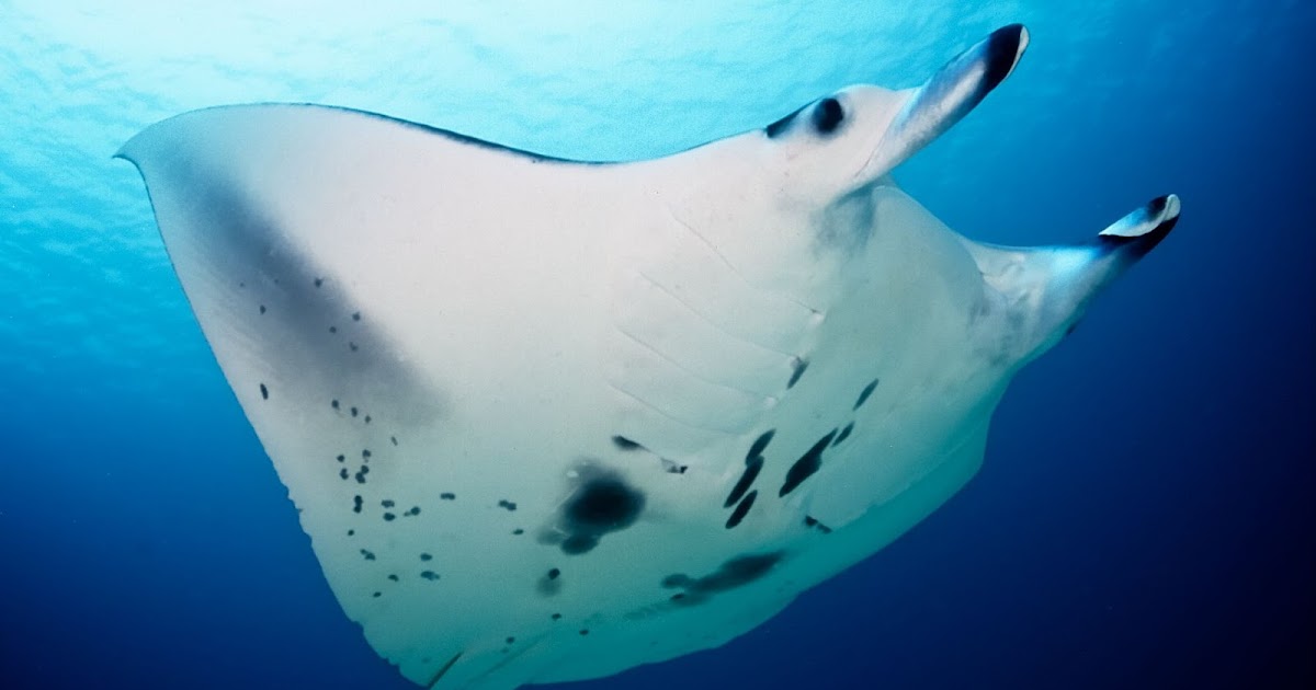 Ray - Fishes World - HD Images & Free Photos