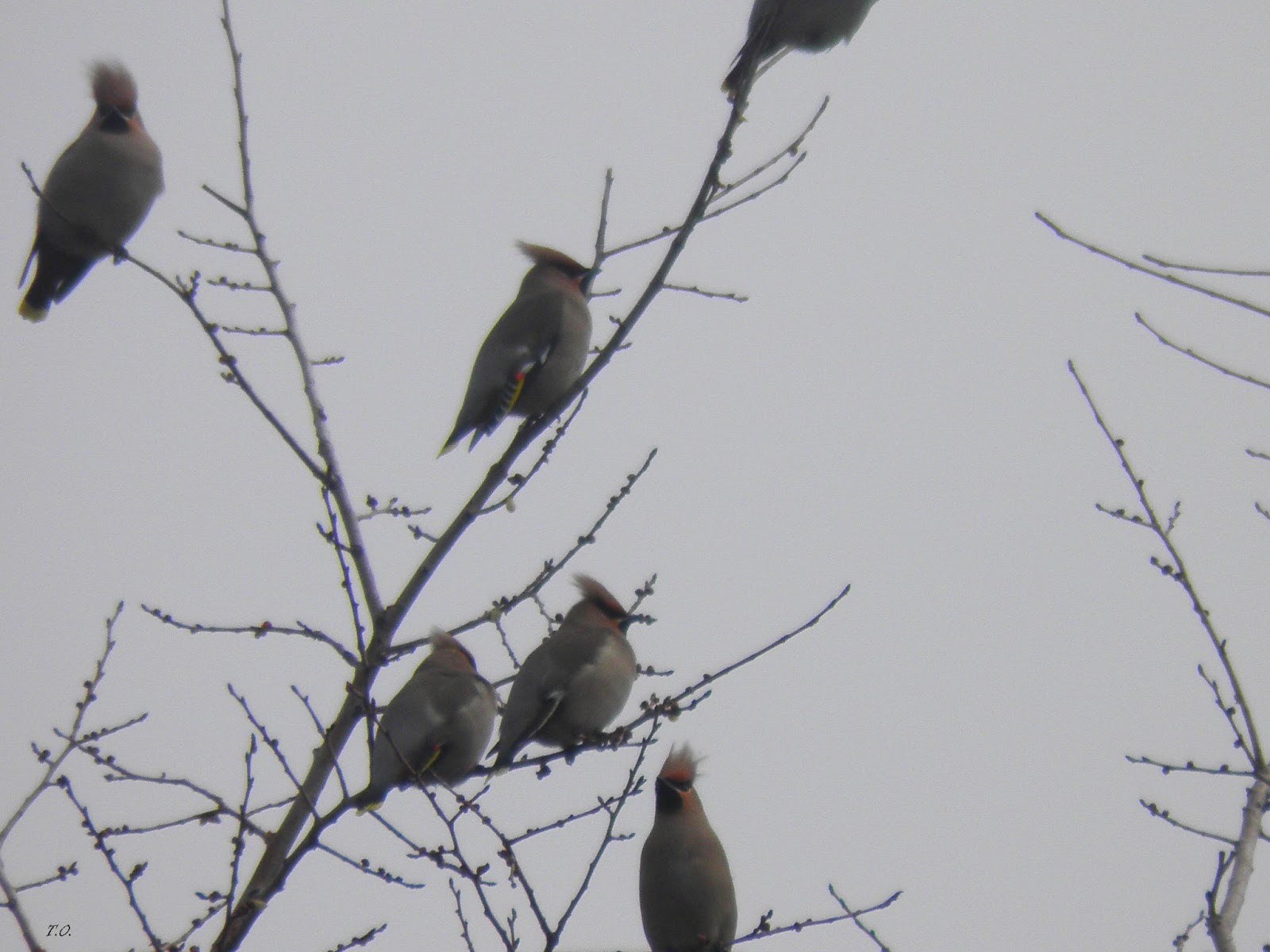PASARI DIN ROMANIA: MATASARI, Bombycilla garrulus (2)