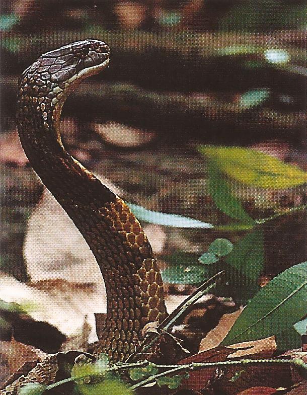 Infinito e Diverso: Naja Indiana