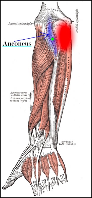 TRAIN OUT PAIN: Small Overlooked Muscles: Anconeus for Elbow Pain