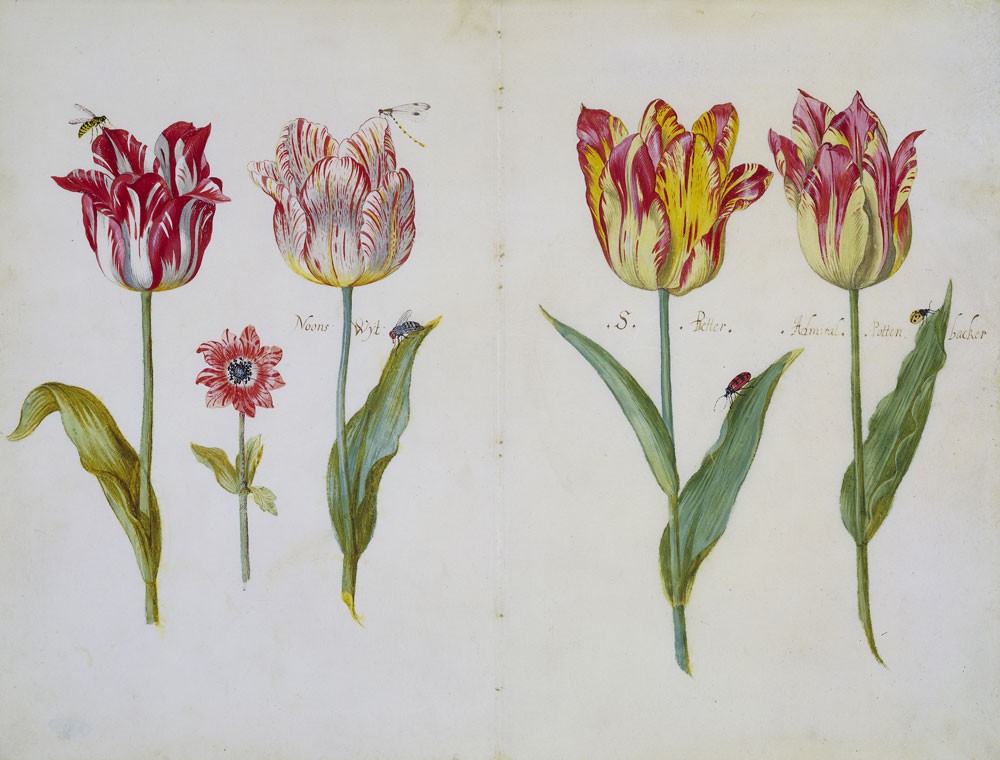 HOW TO GROW TULIP BULBS |The Garden of Eaden