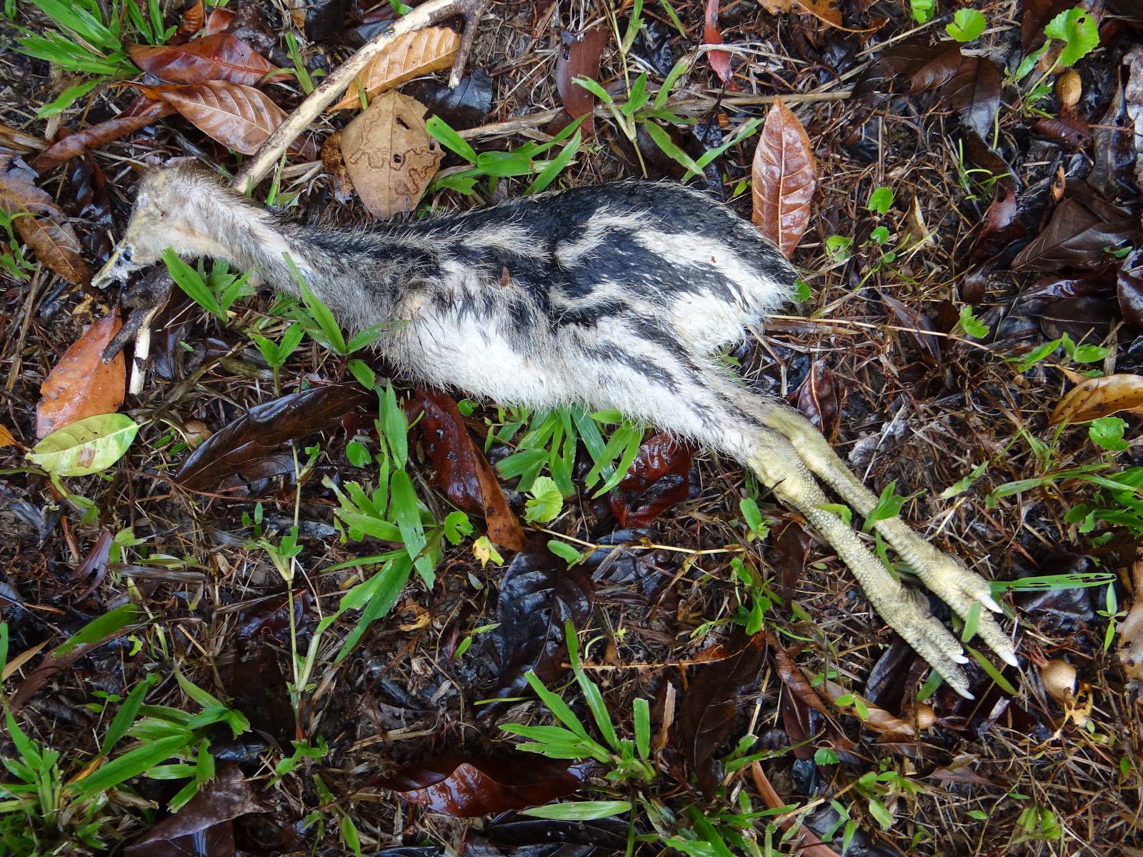 News from Coquette Point