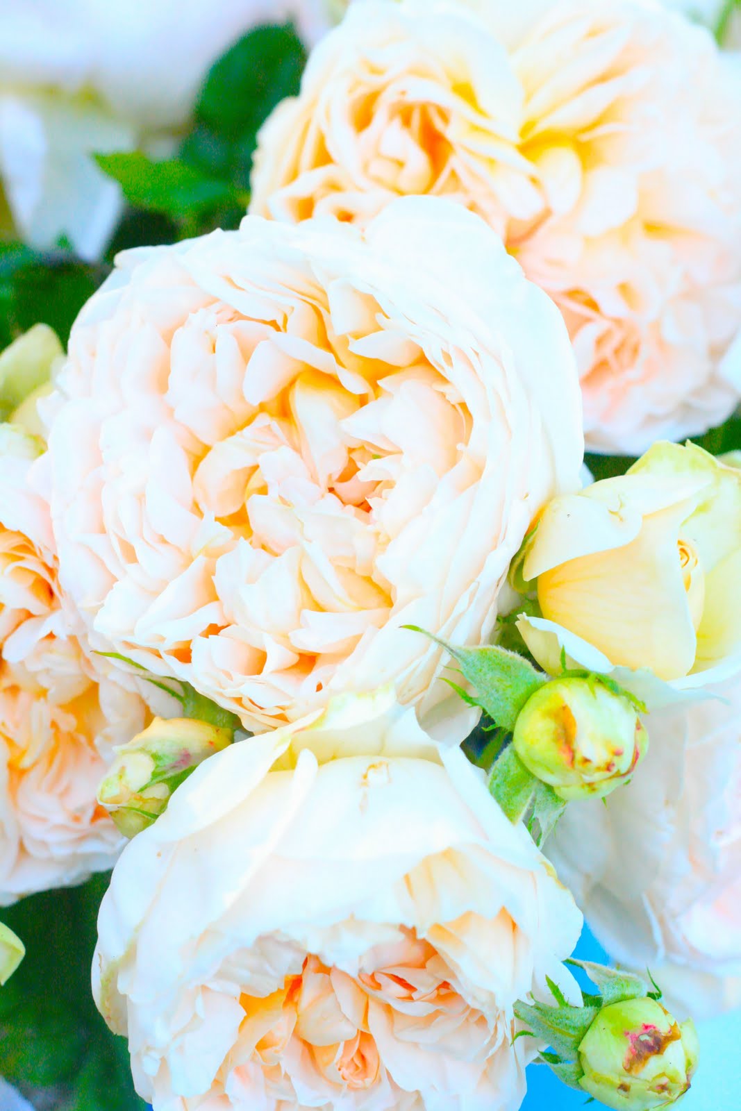 The Polished Pebble: The First Roses of Spring