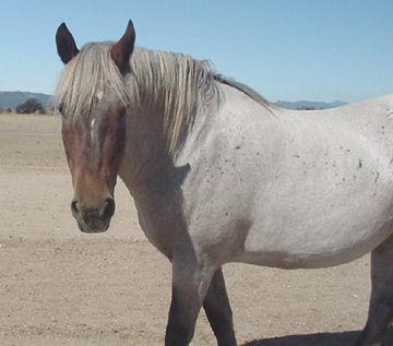 Redwings Horse Sanctuary, USA: September Horses of the Month!!!