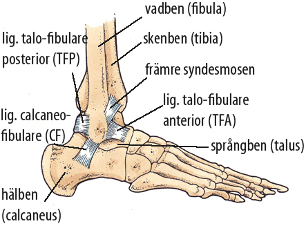 Vägen till Frankfurt: Anatomi - Foten