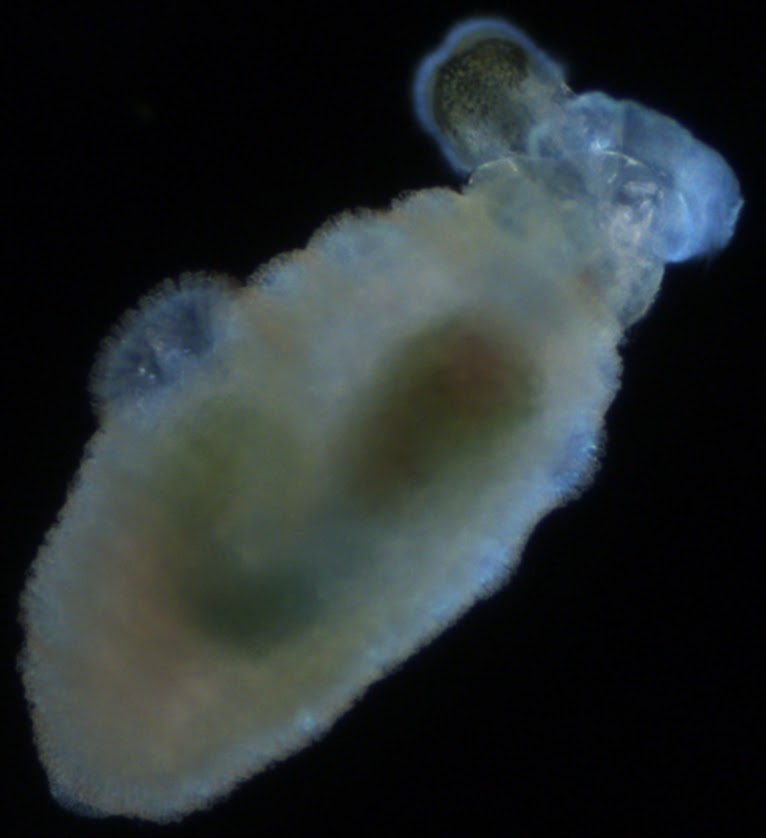 Invertebrate Embryology: Sipunculid pelagosphera larva