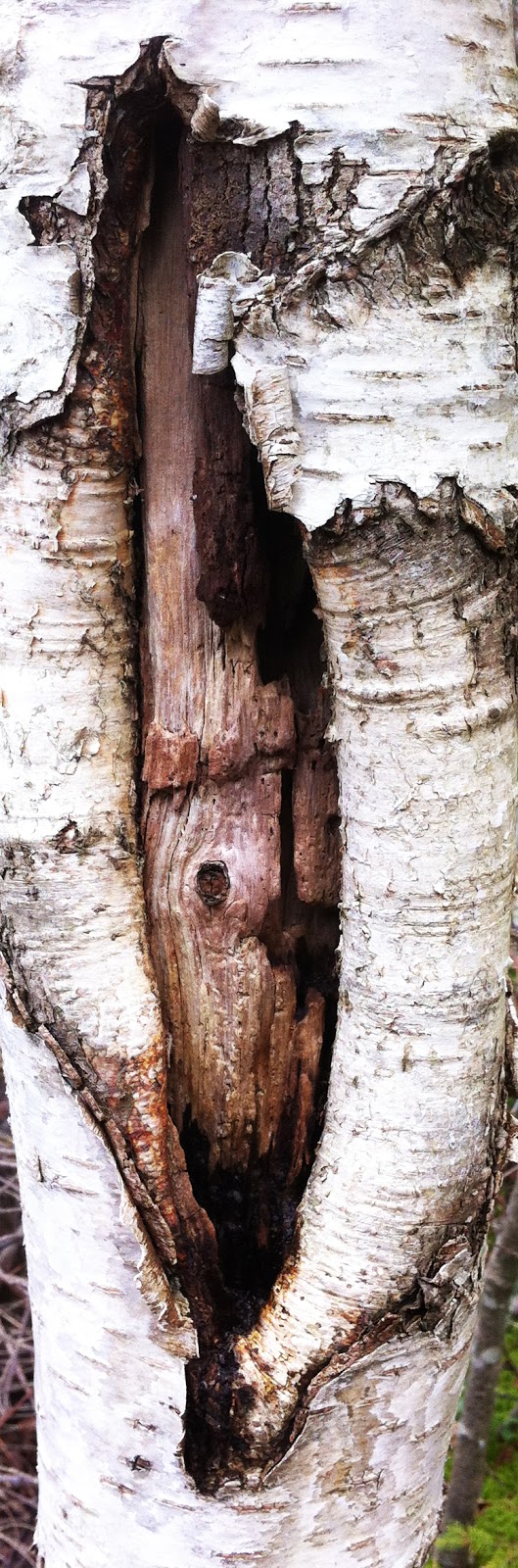 Vilt og vakkert: Huldra i norske og internasjonale folkeeventyr og sagn