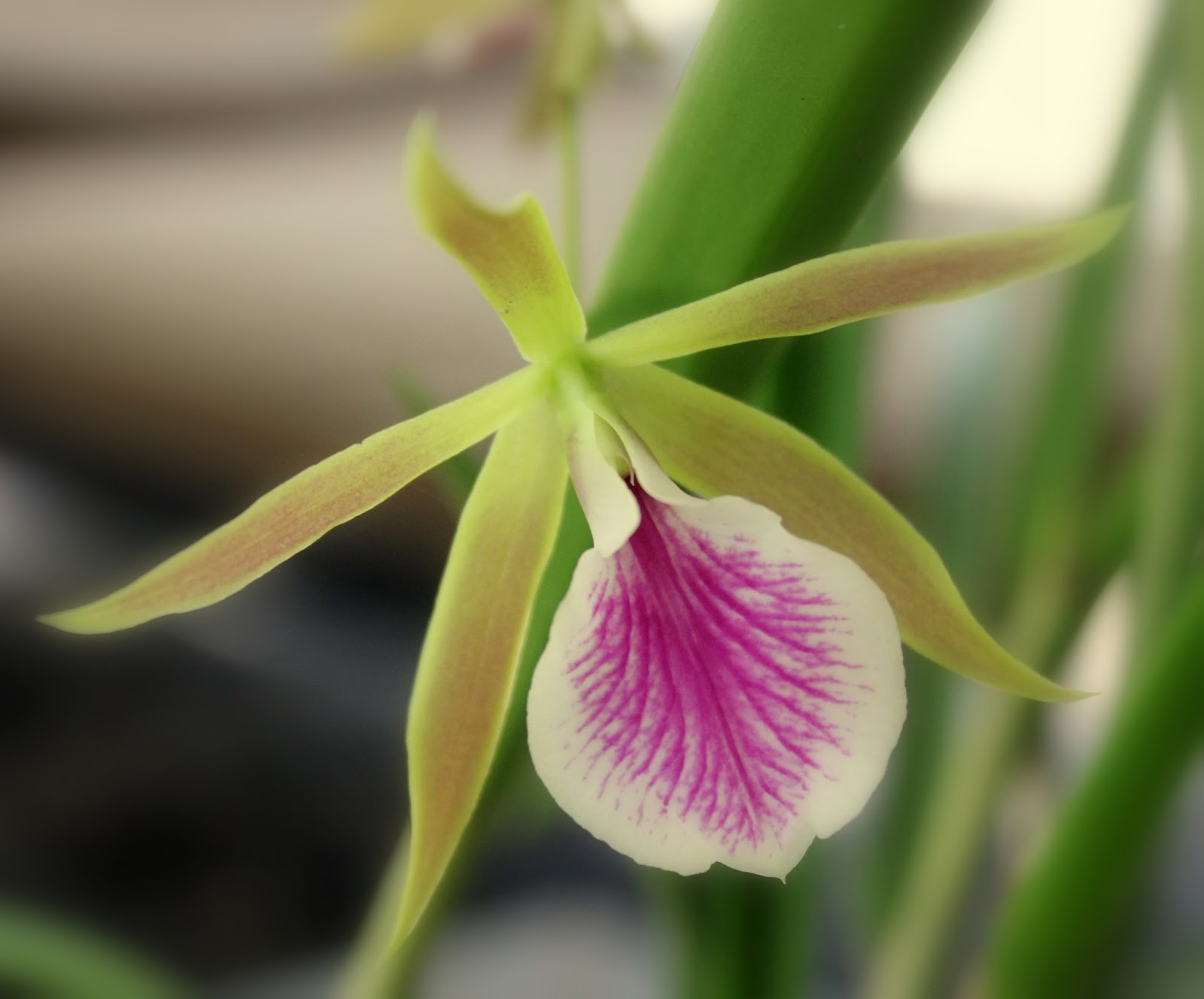 What an Orchid Can Teach Us About Blooming - Catching Happiness