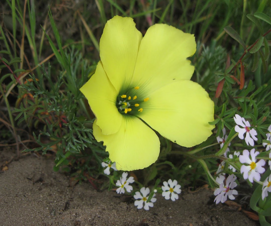 Walkies on Table Mountain: Nuclear flowers and a rare Sea Pink