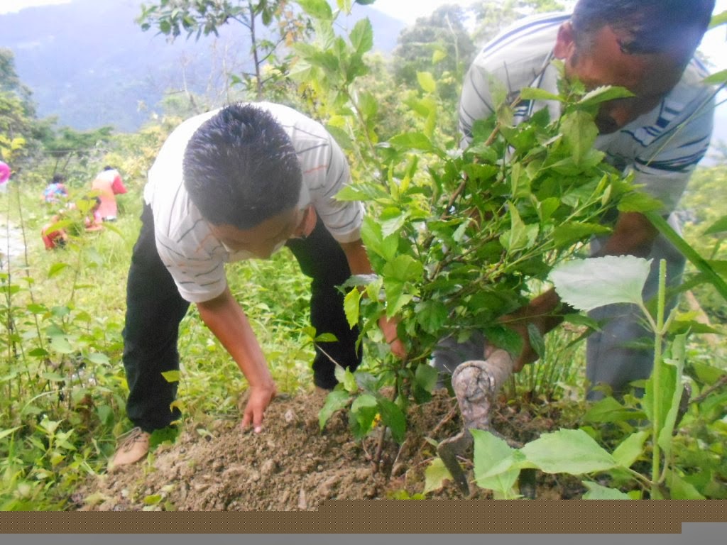 Sikkim NOW!: Plantation drive at Rhenock college campus