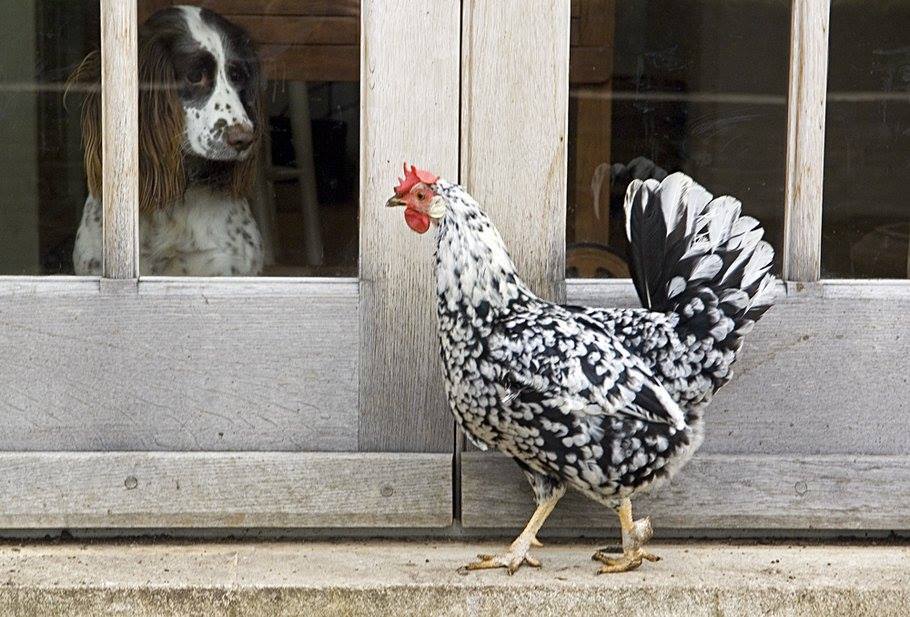 Content in a Cottage: Free Range Chicken + Envious Dog