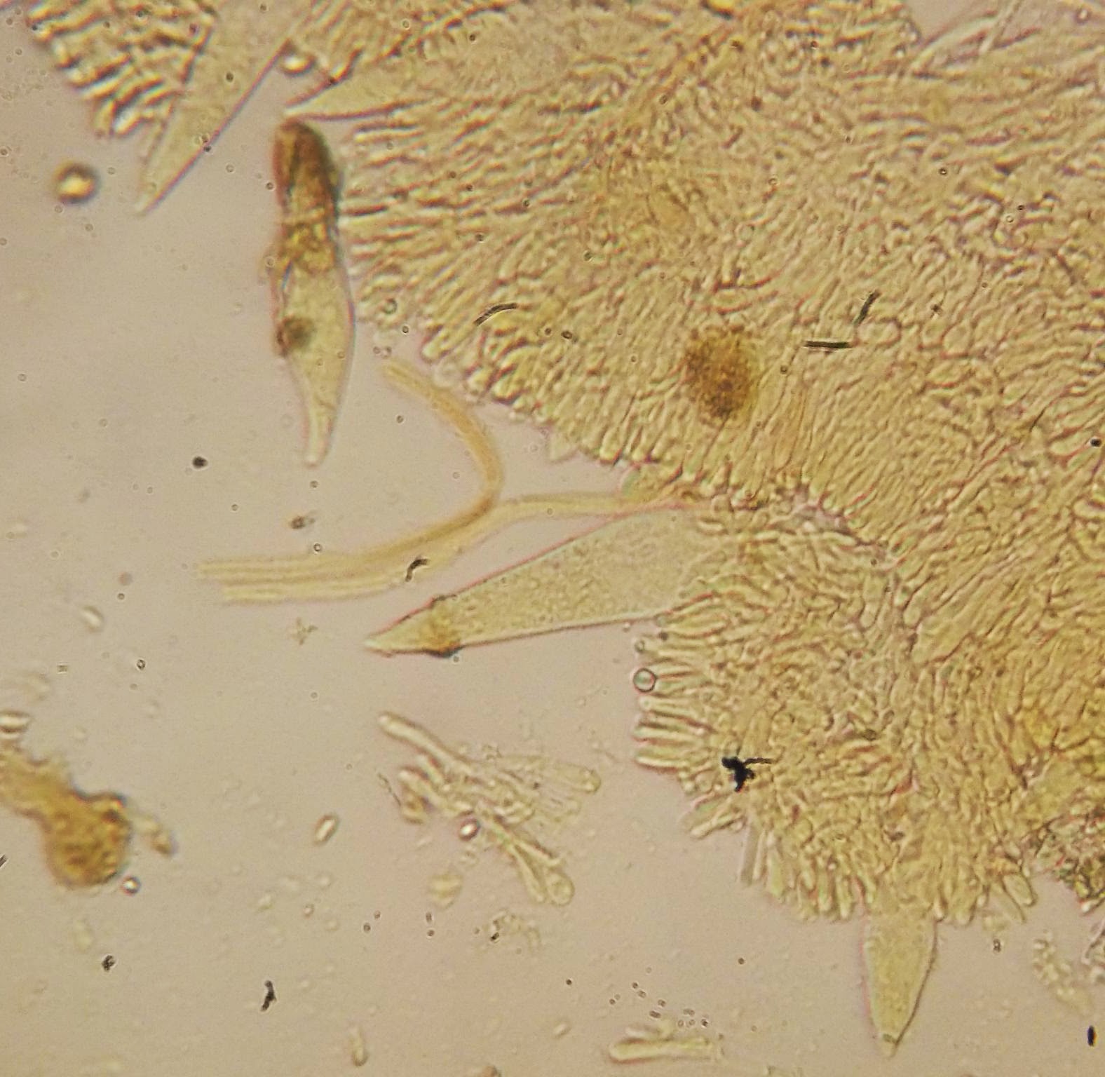 Calderdale Fungi - Halifax Scientific Society - Mycology Section: March ...