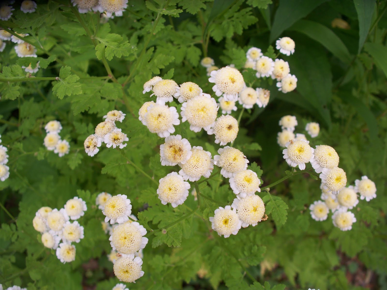 Garden Beauty: Feverfew, Lavender, and St. John's Wort-- Medicinal Herbs