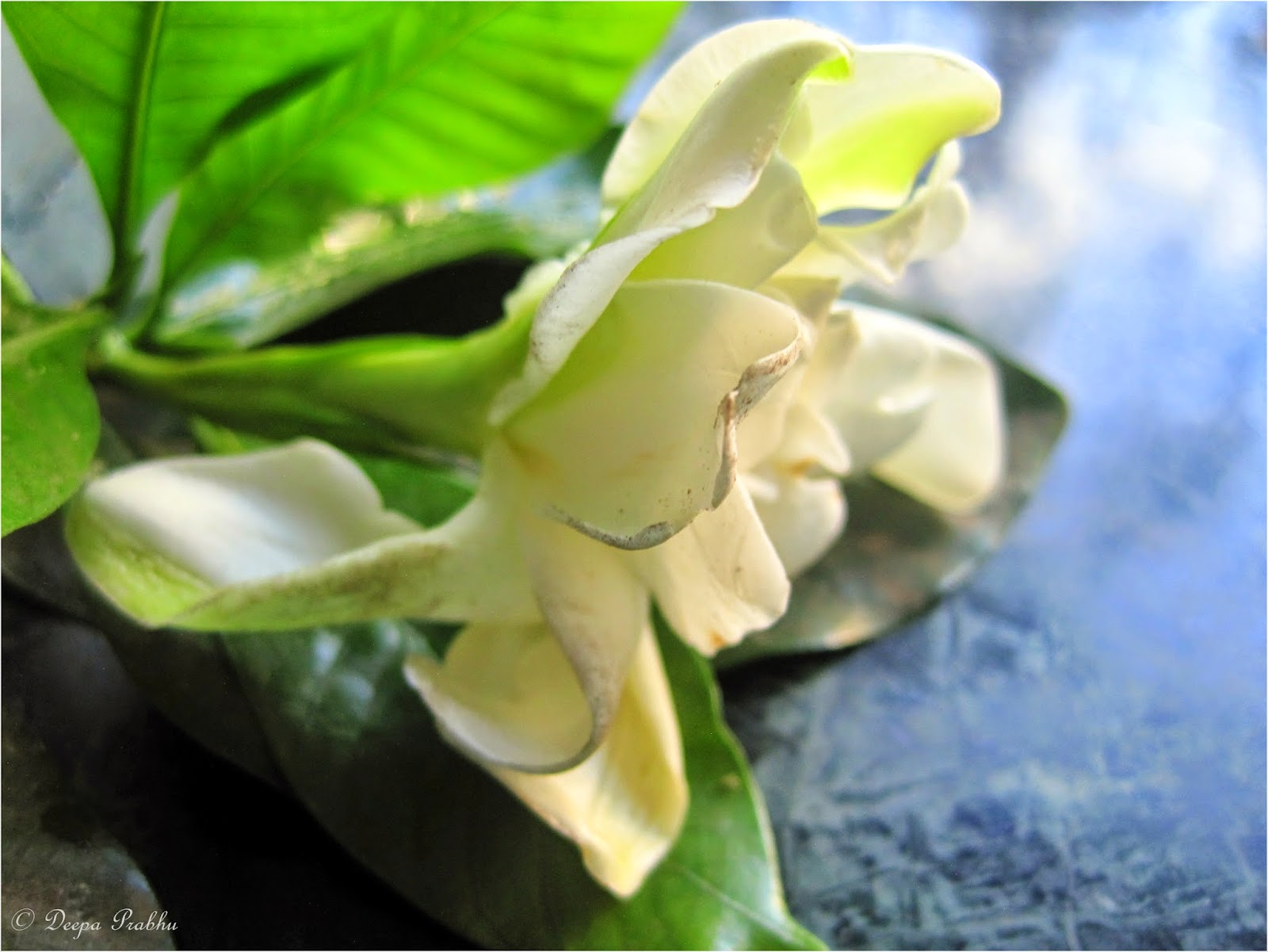 Anant flower/ Gardenia jasminoides - Random Photography
