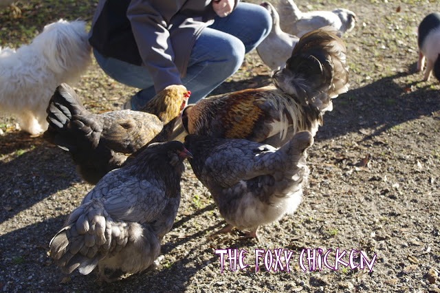 The Foxy Chicken: BarnYard Mix Rainbow Flock Hatching eggs for Sale