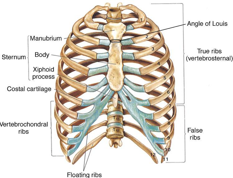 darna.daRwis - dedee: ASUHAN KEPERAWATAN PADA TRAUMA THORAX