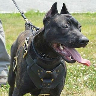 Blog Interessante: Donovan Pinscher- a raça de guarda do momento!