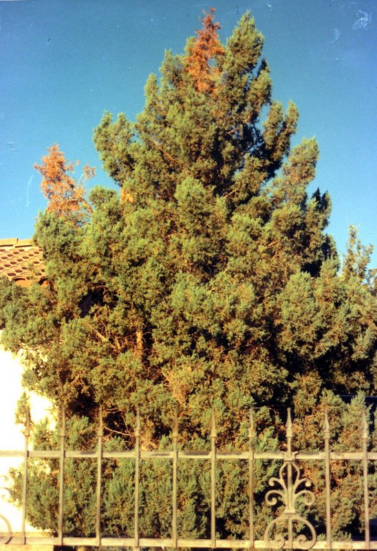 Xtremehorticulture of the Desert: Italian Cypress and Twisted Juniper ...