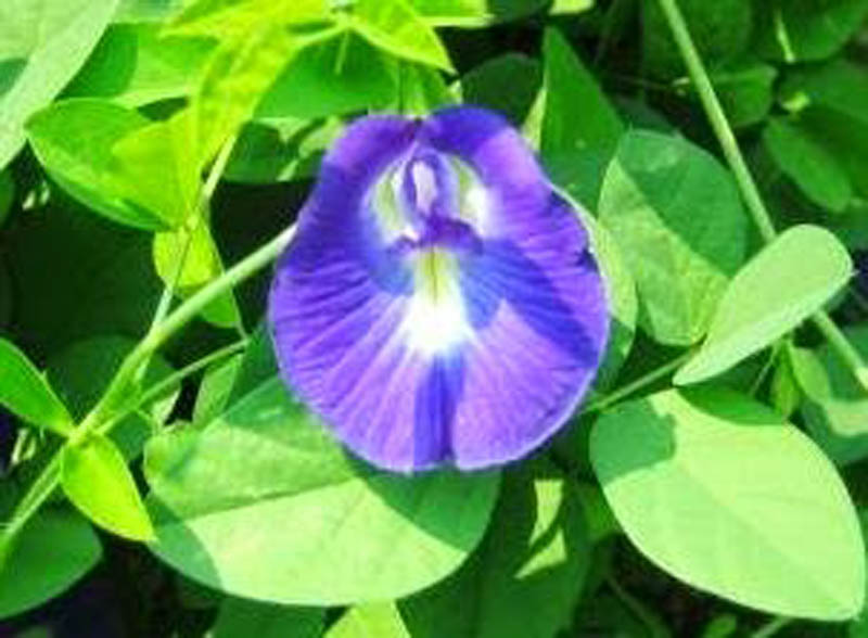 18+ Inspirasi Gambar Tanaman Bunga Telang