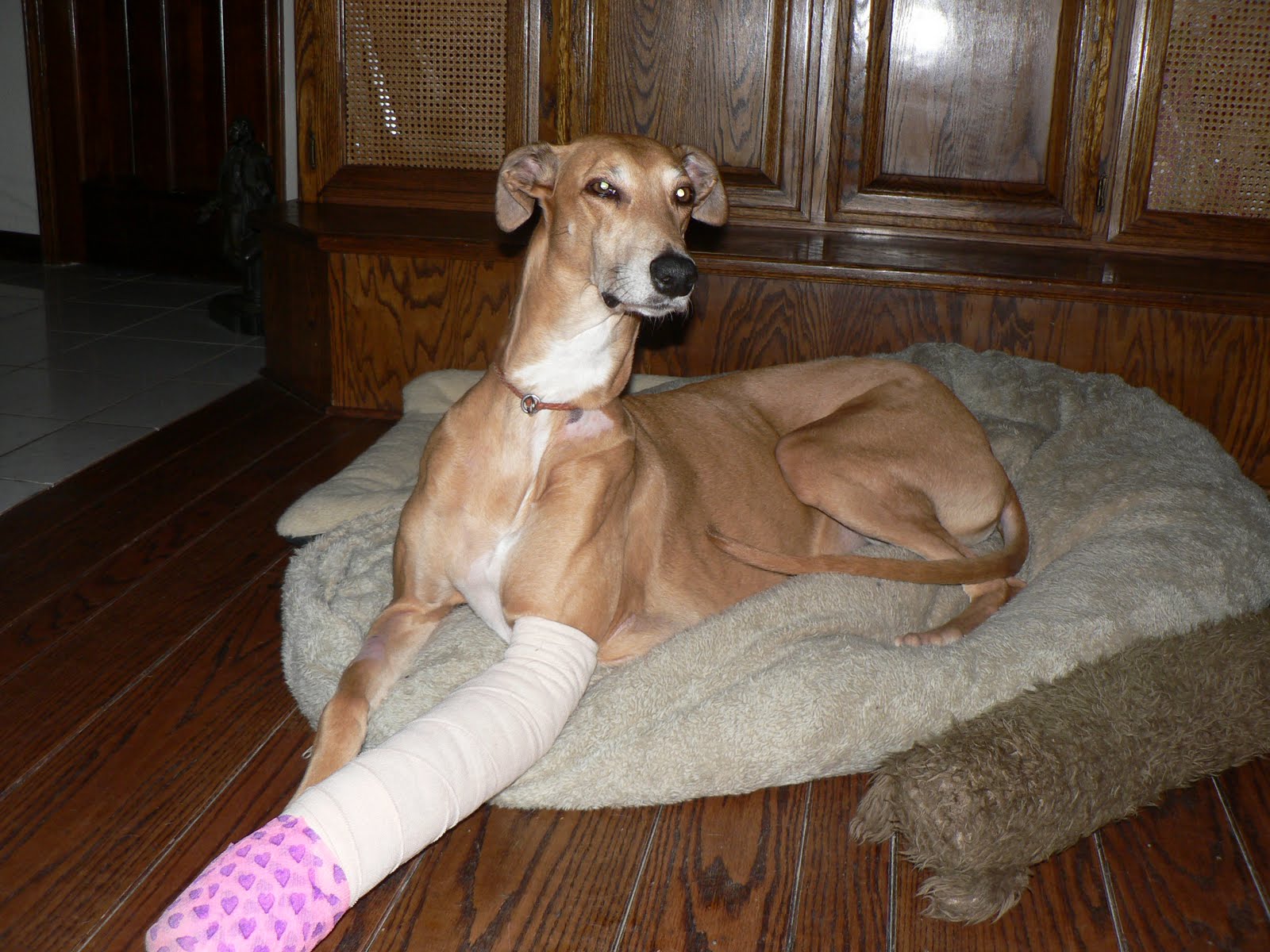 Aragon Greyhounds: Toe Injury