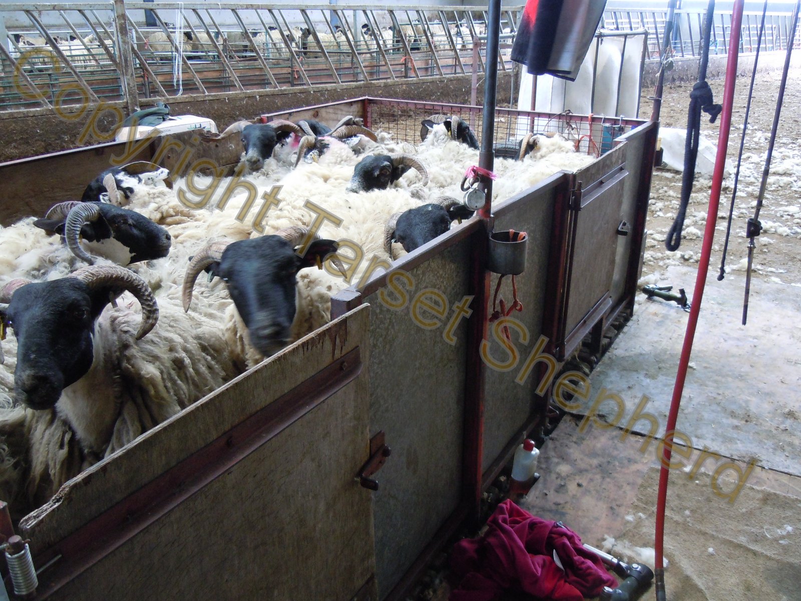 Shepherd's blog: Clipping set ups