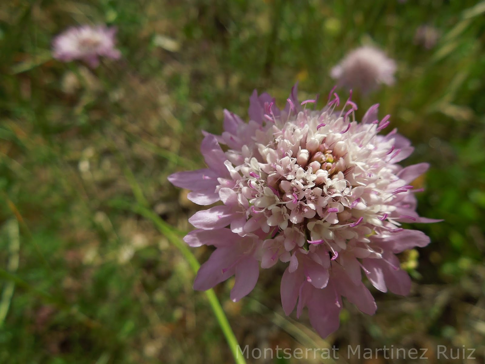 SCABIOSA COLUMBARIA - BOTÀNIC SERRAT