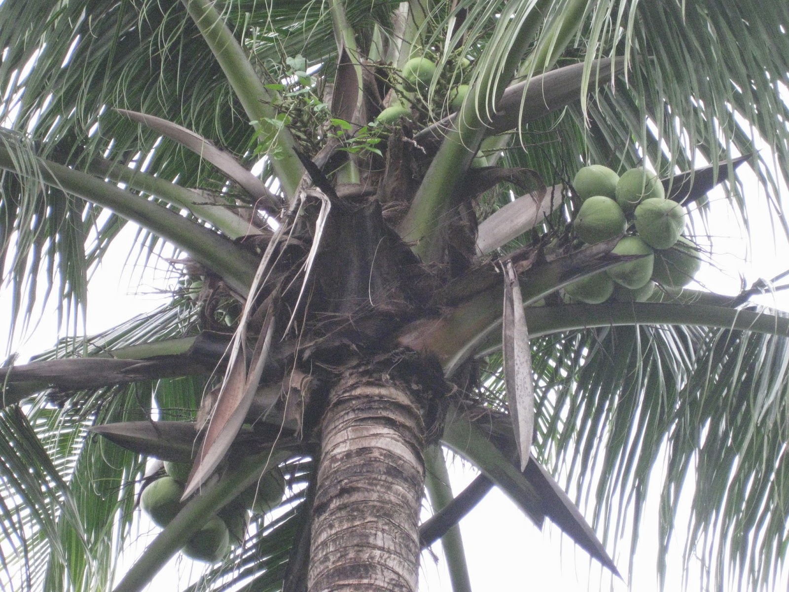Kusina Diary: "Buko-less" Buko pandan/lychee salad
