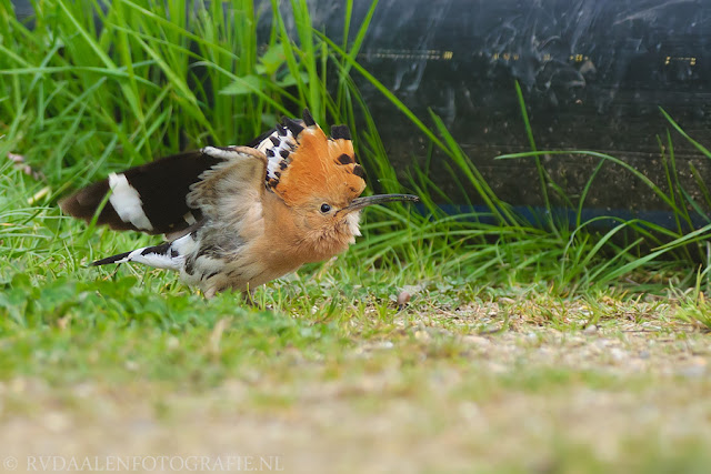 Vogel- en Natuurfotografie door Remco van Daalen: De Hop (Hoopoe, Upupa ...