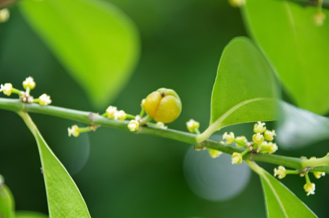Trees and Plants: Limau Hantu